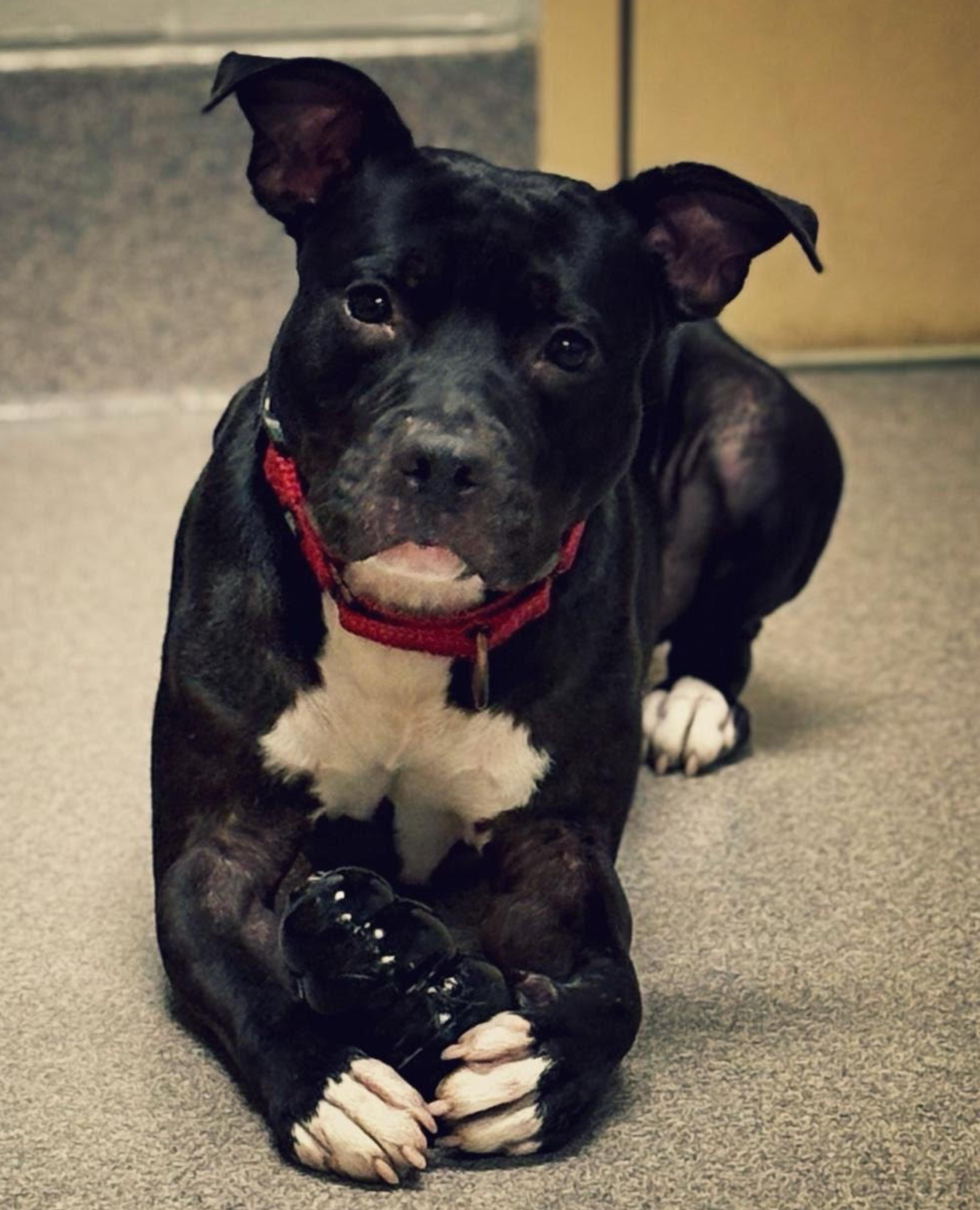 Carbon Is CCHS Pet Of Week | News, Sports, Jobs - Post Journal